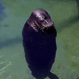 Movie Seal