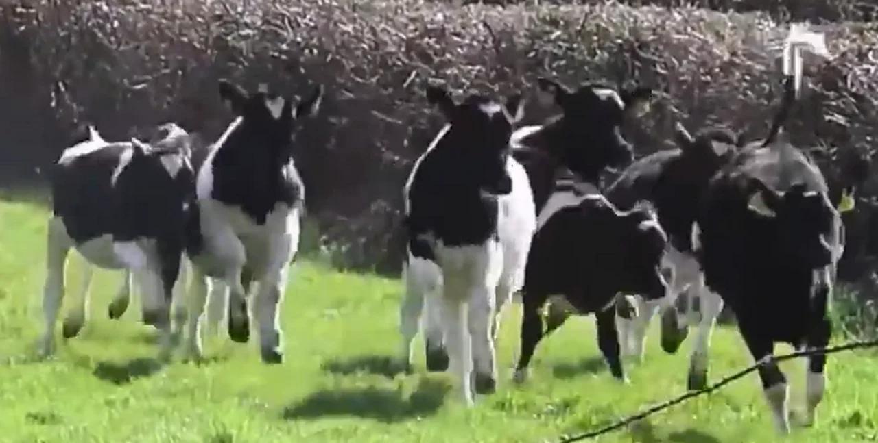 Cows Go Moo (Baby Edition) - CUTEST Compilation