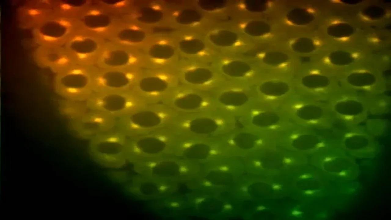 Mitosis in real time