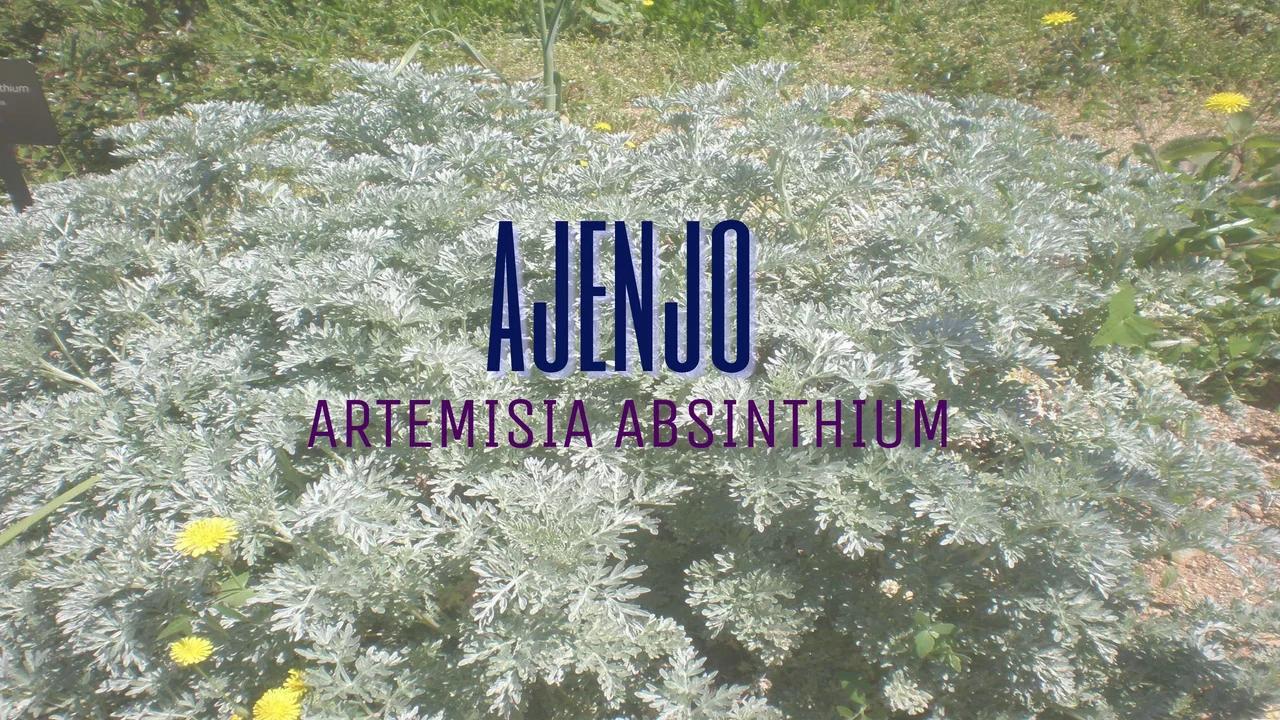 Propiedades medicinales del ajenjo