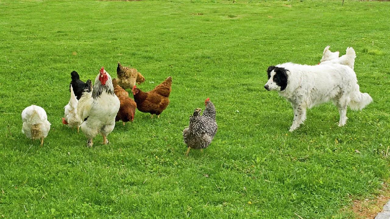Dog vs Chicken Fight 16 😍 Funny Dogs Video Compilation | cute petz - EP 18