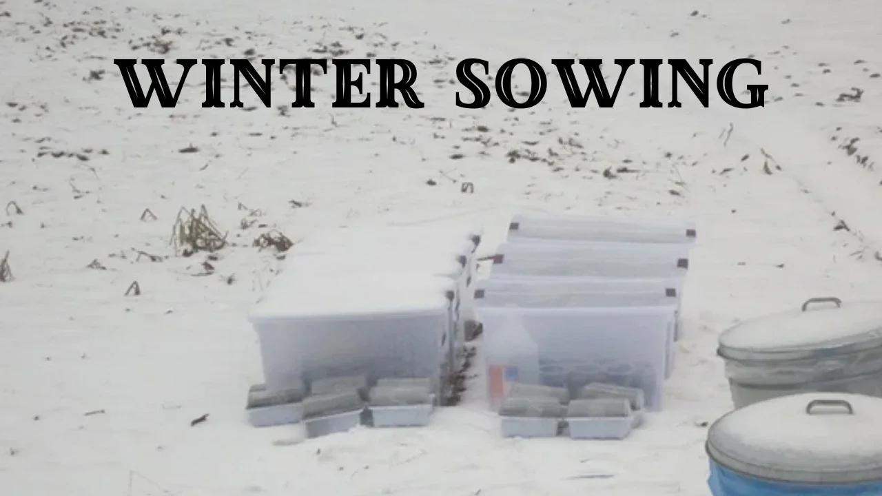 Winter Sowing- Food During Shortages and Famine!