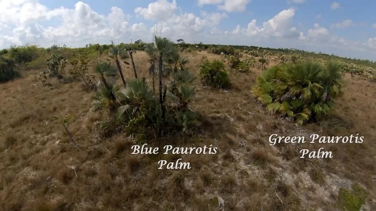 Palm Habitat in Cortés, Pinar del Río, Cuba