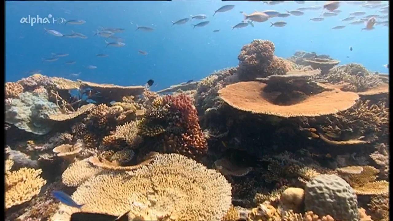 alpha-doku Great Barrier Reef (Australien) - Das Paradies im Meer