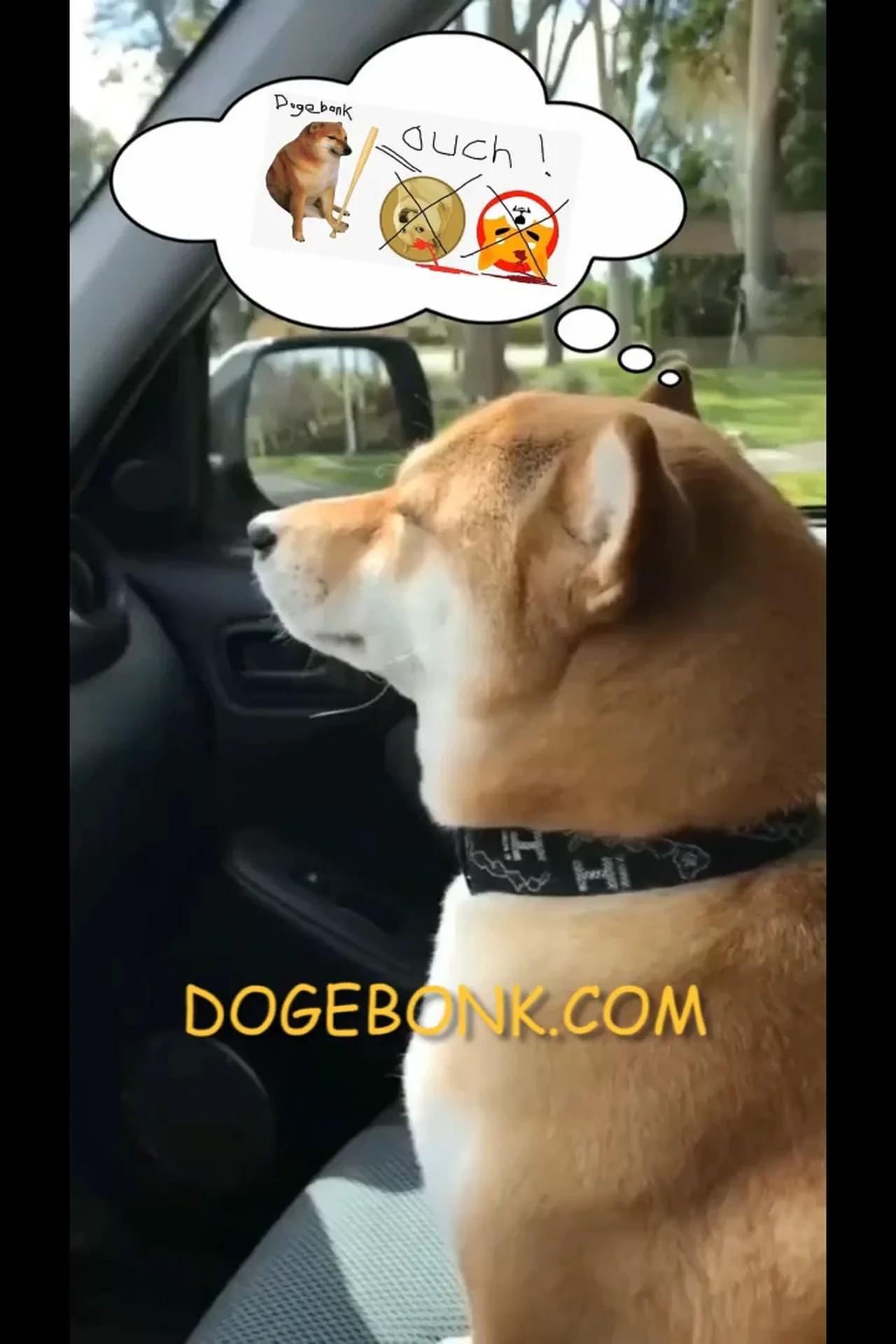 Doge chilling out to music