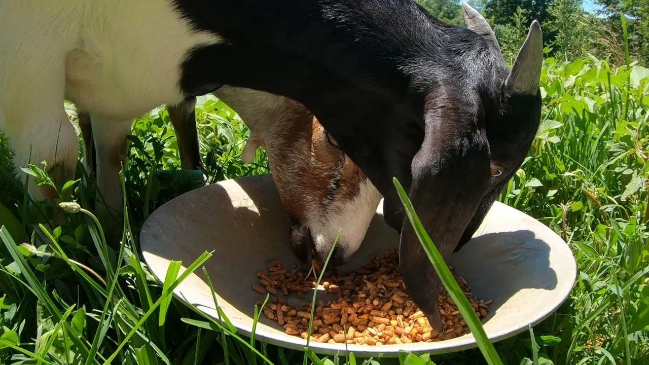 Goats Eating Grain