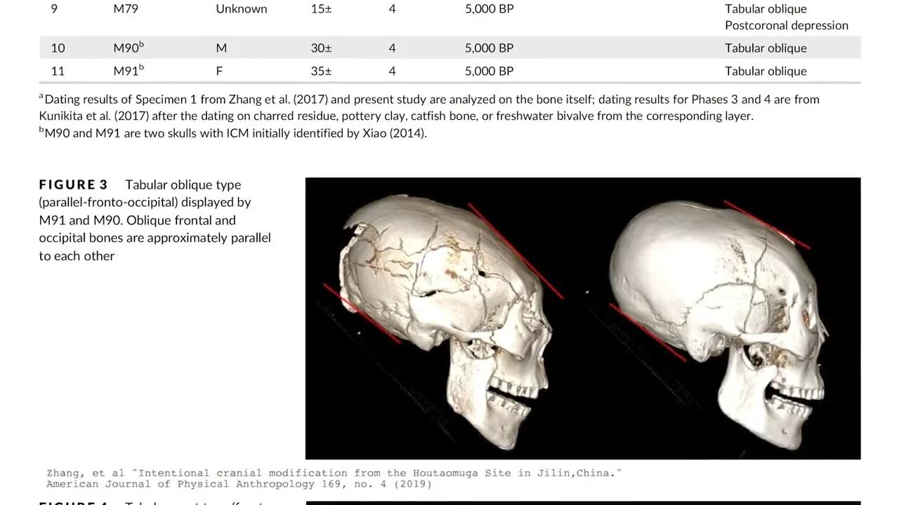 L'ADN des crânes allongés