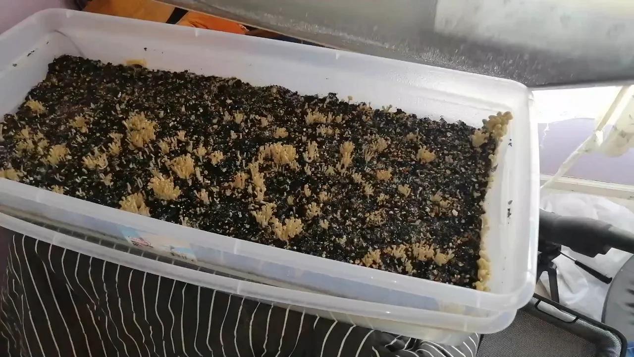 GordoTEK Easy Pan Cyan Tote TEK