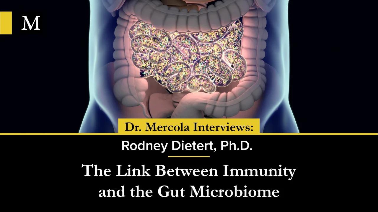 The Link Between Immunity and the Gut Microbiome — Interview with ...