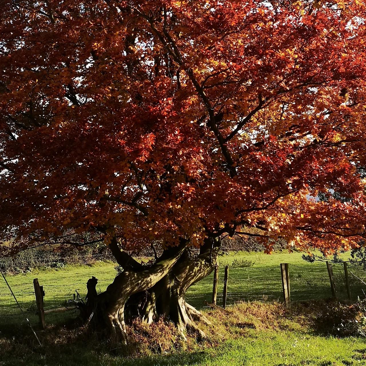 Autumn Equinox- Time for balance, reflection, letting go & change.