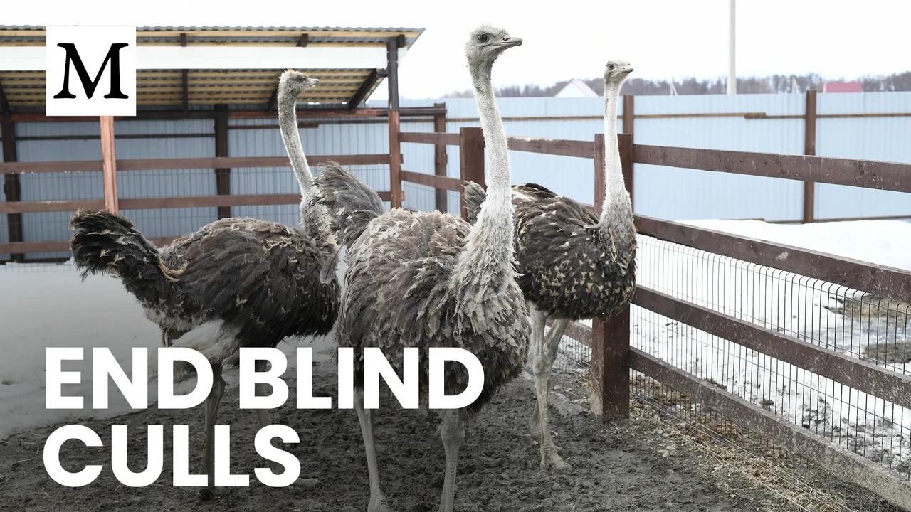 Stop Culling Healthy Birds Fix the Real H5N1 Source | Mercola Cellular ...