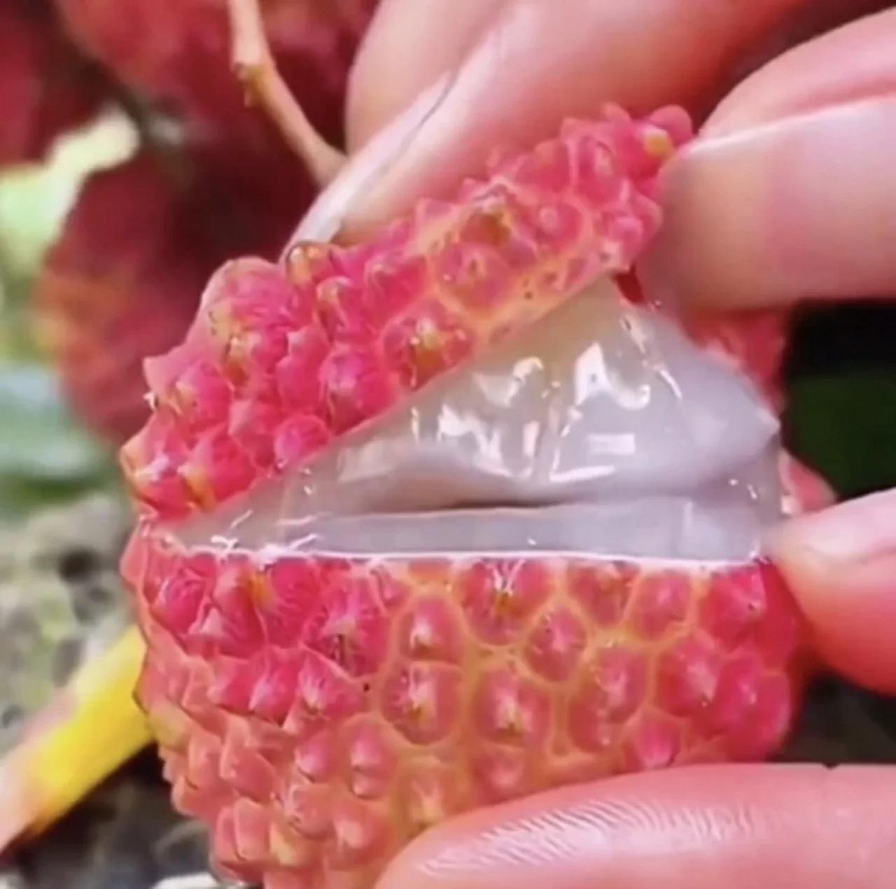 Fruits lover | Fruits cutting | fruits testing | fruits in garden