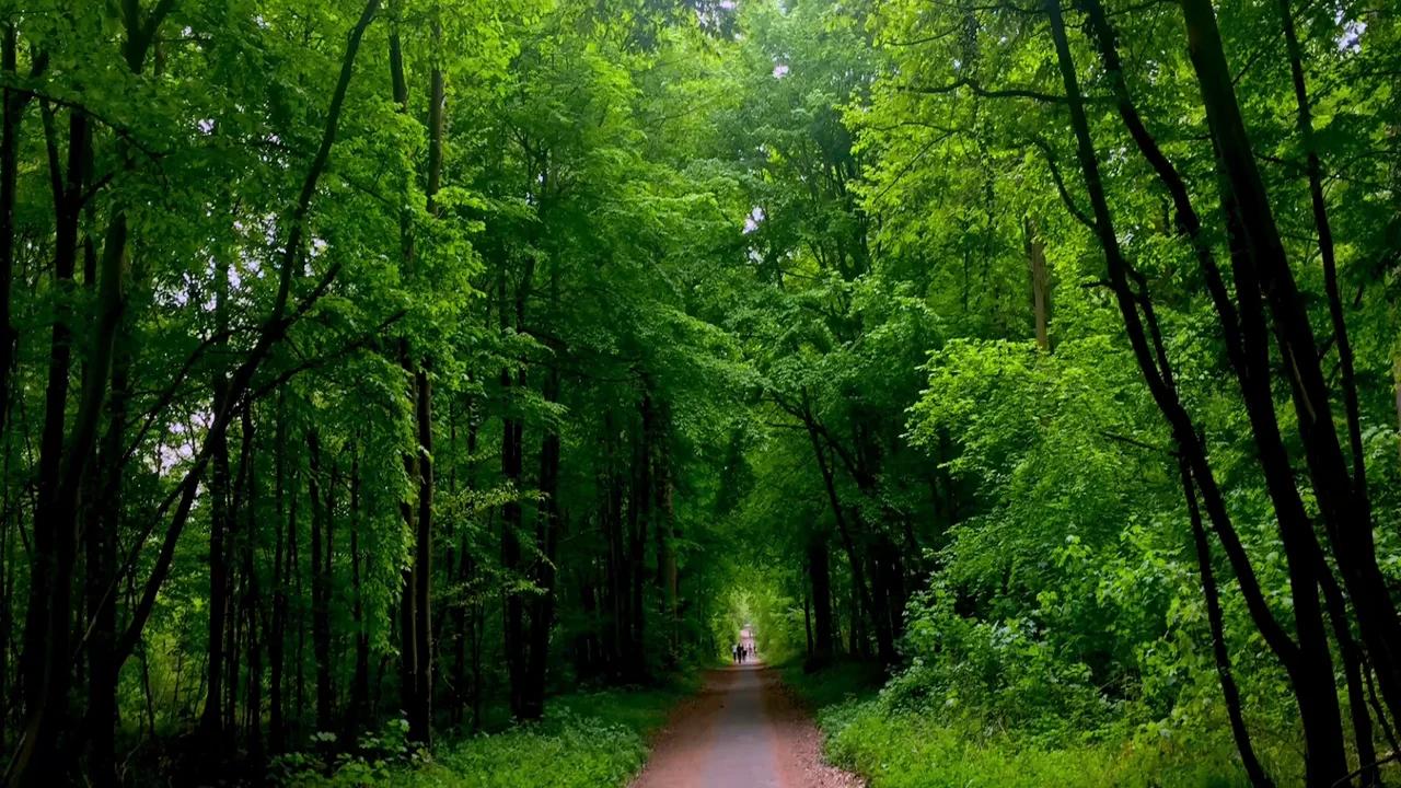 Elysium Rave (Techno / Minimal Mix)