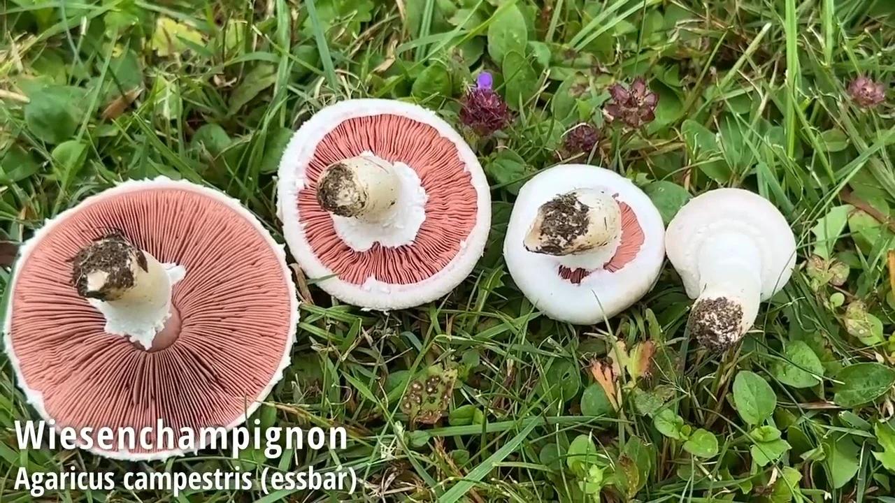 Wiesenchampignon oder Knollenblätterpilz？ Verwechslungspartner ...