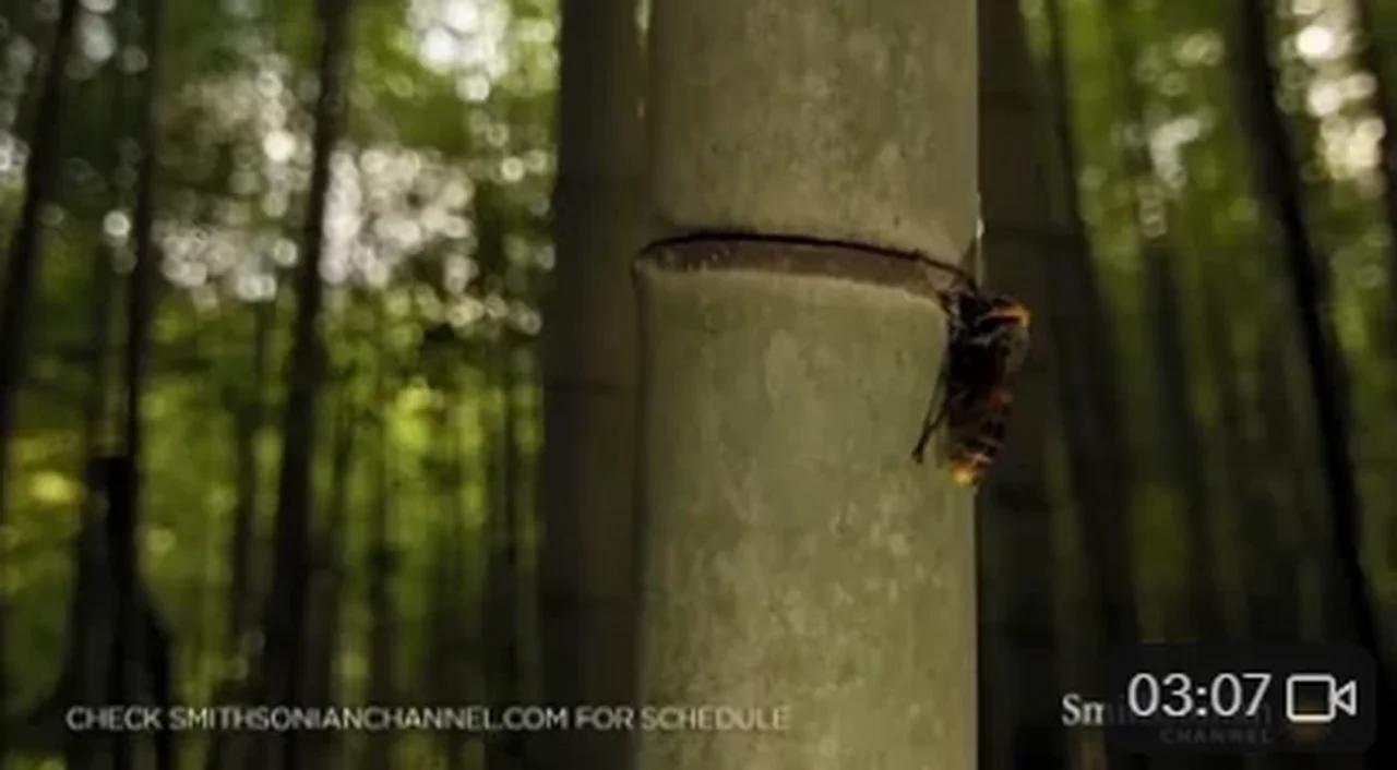 The Extraordinary Life Cycle of a Hornet Colony