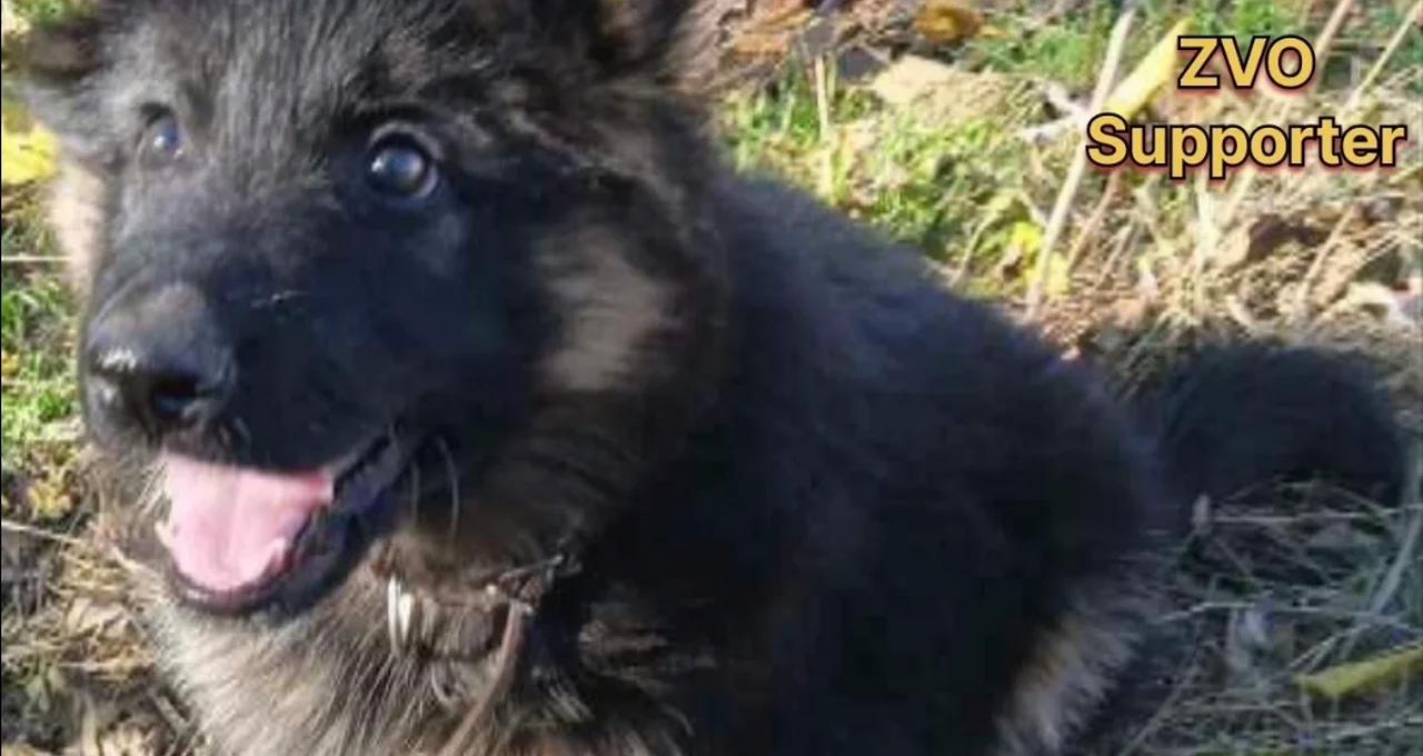 📽️-A 🇬🇧&🇫🇷, In Memory of a Dog named Balbes!!