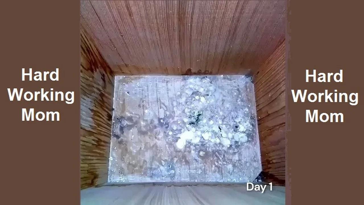 Hard Working Mom