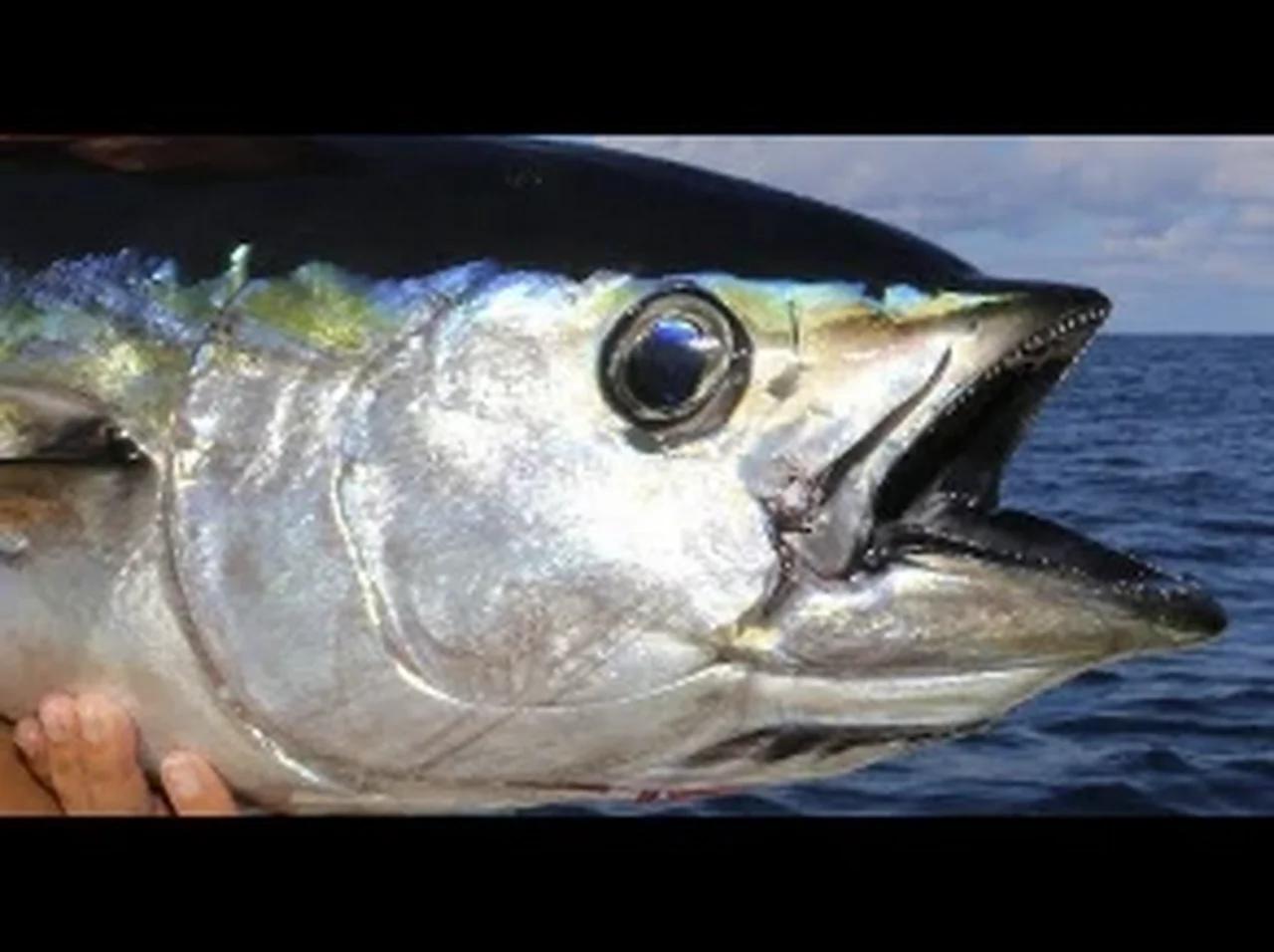 TUNA fishing in the FLORIDA KEYS!