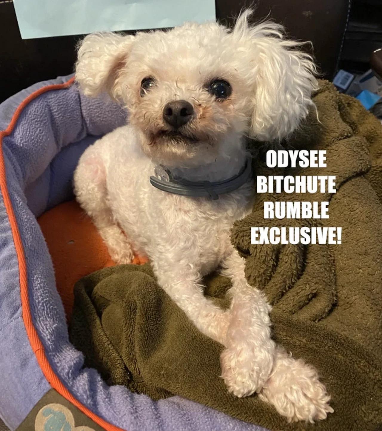 Odysee/Bitchute/Rumble Exclusive Hot Take News Blast! Jan 5, 2025