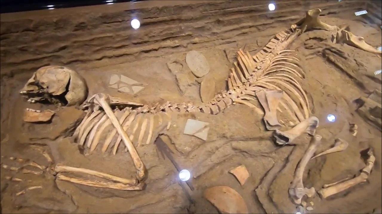 Créature mythologique Centaure squelette université USA / Mythological ...