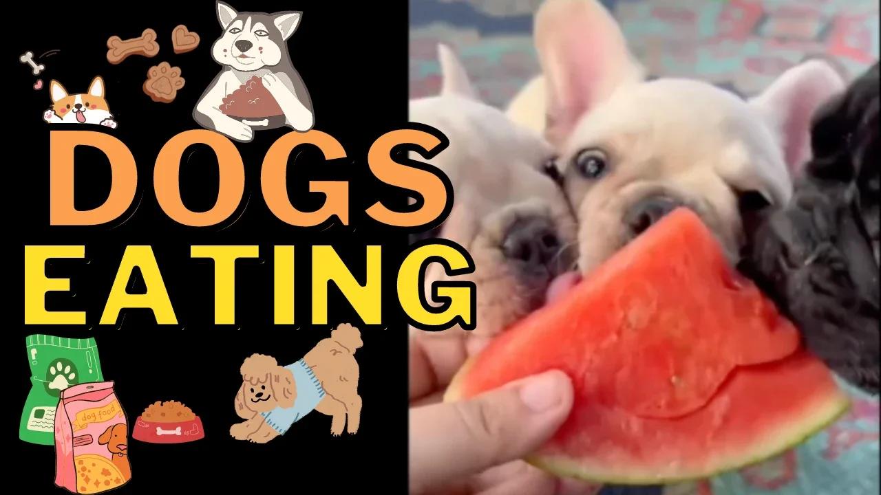 Cute Dogs Eating Food Compilation - Watching Adorable Doggies Eat is so ...