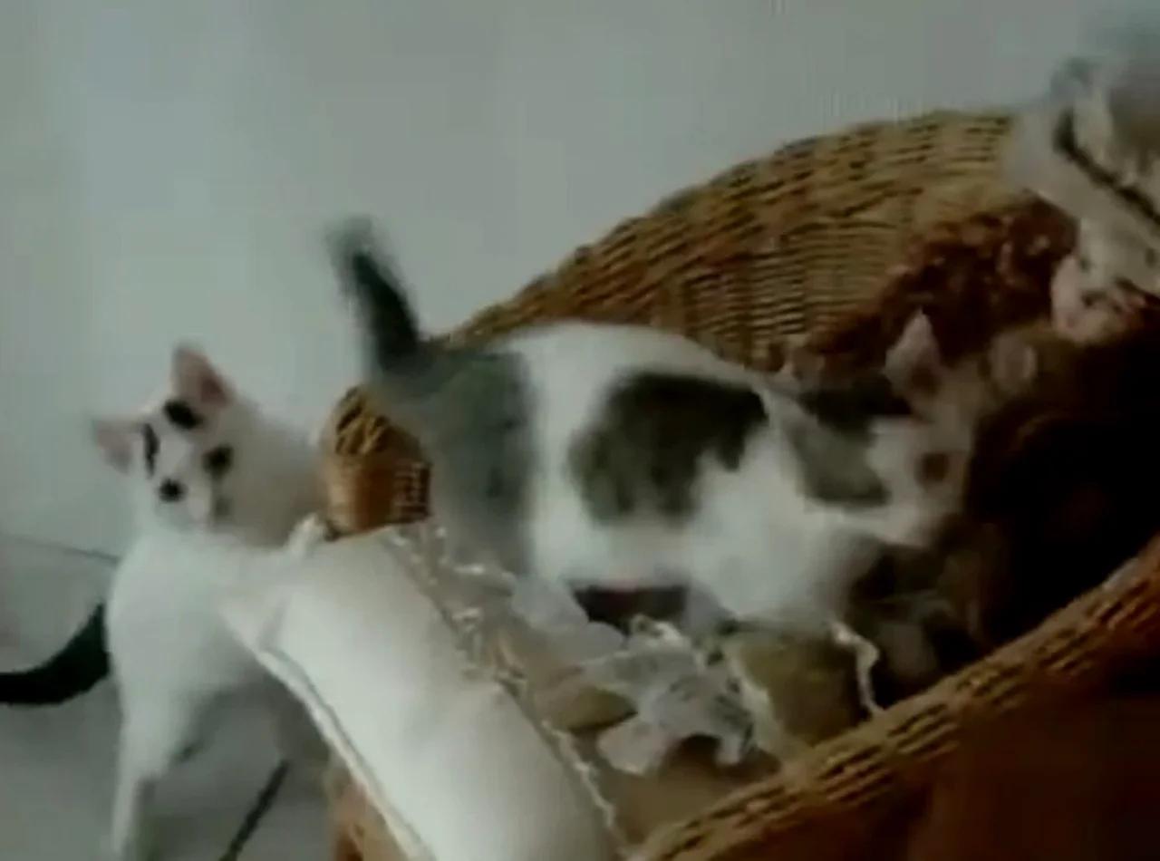 Sweety Et Kitty