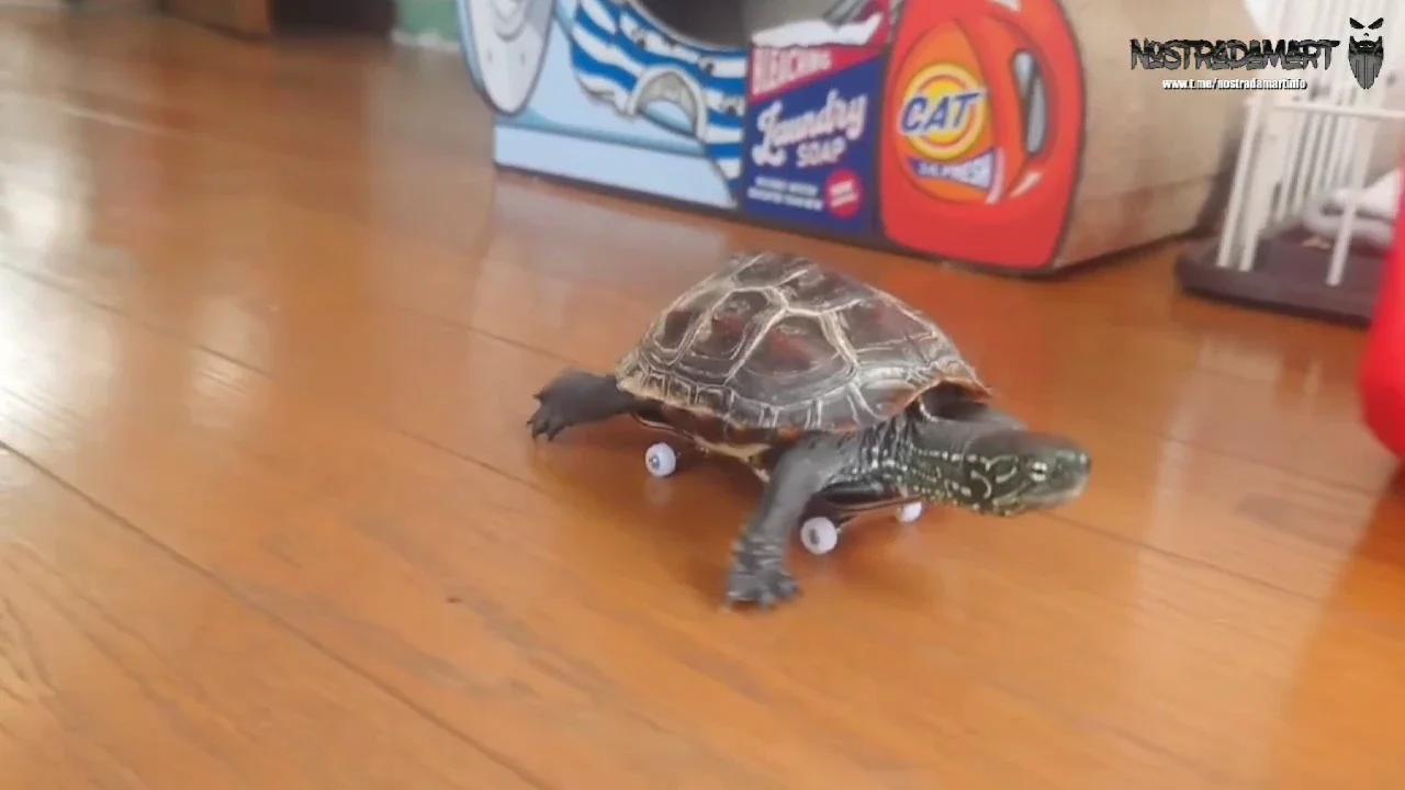 Turtle Kart