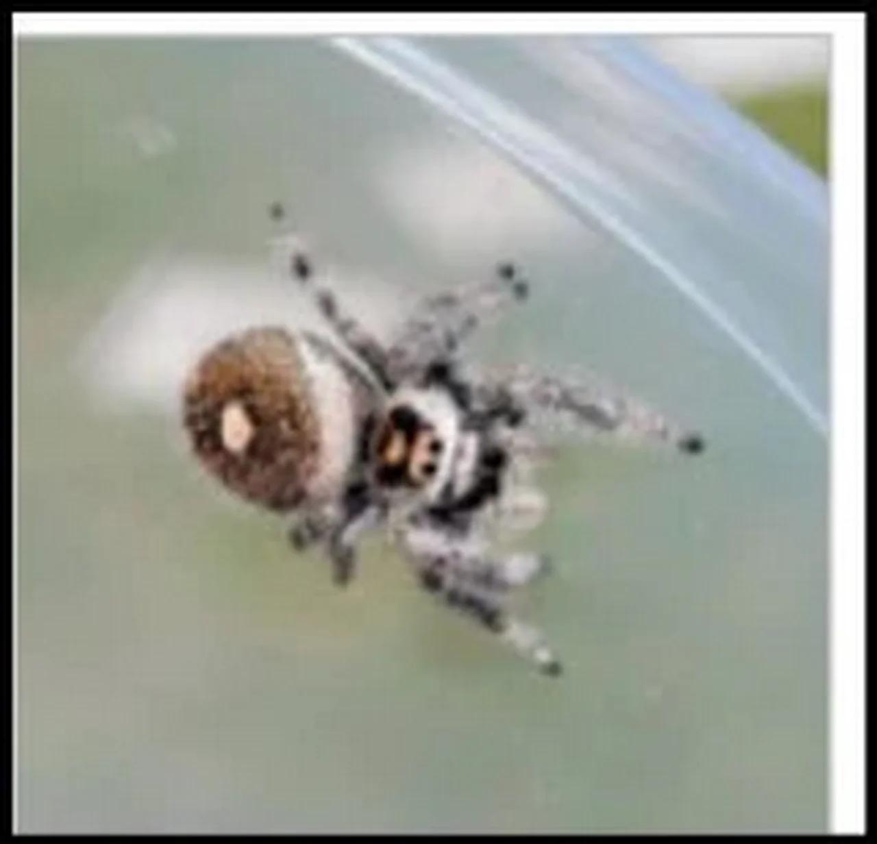 Gravid jumping Spider Sept 12