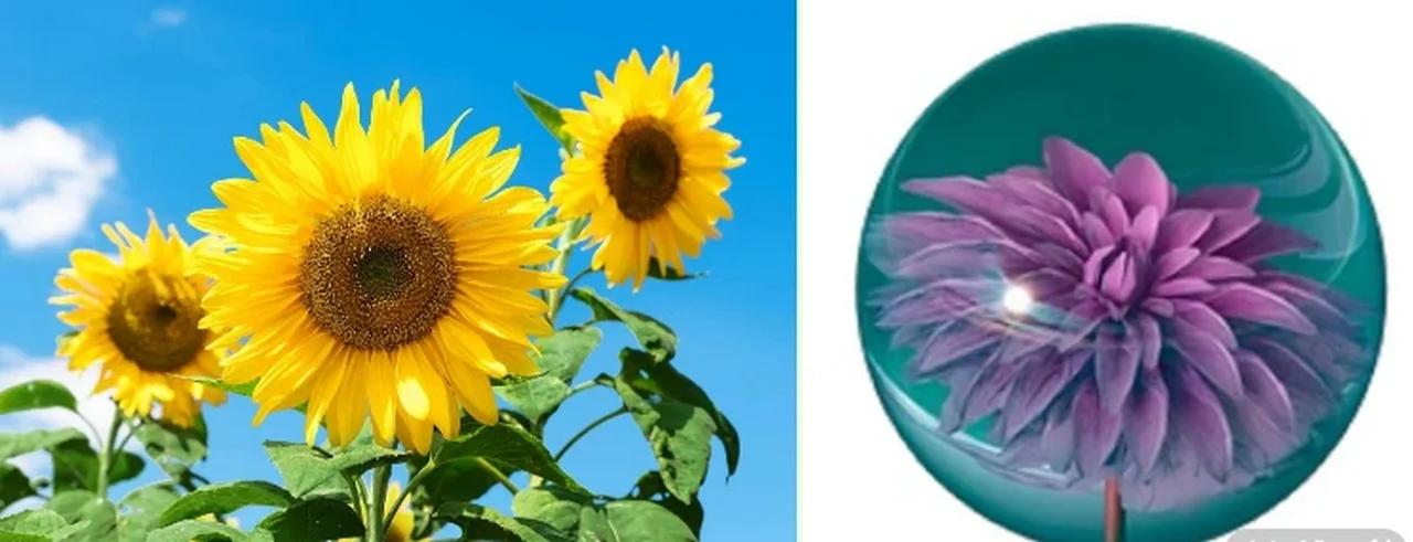 BLOSSOMTIME - 02.09.2024 - Résumé du show de Nyla Nguyen