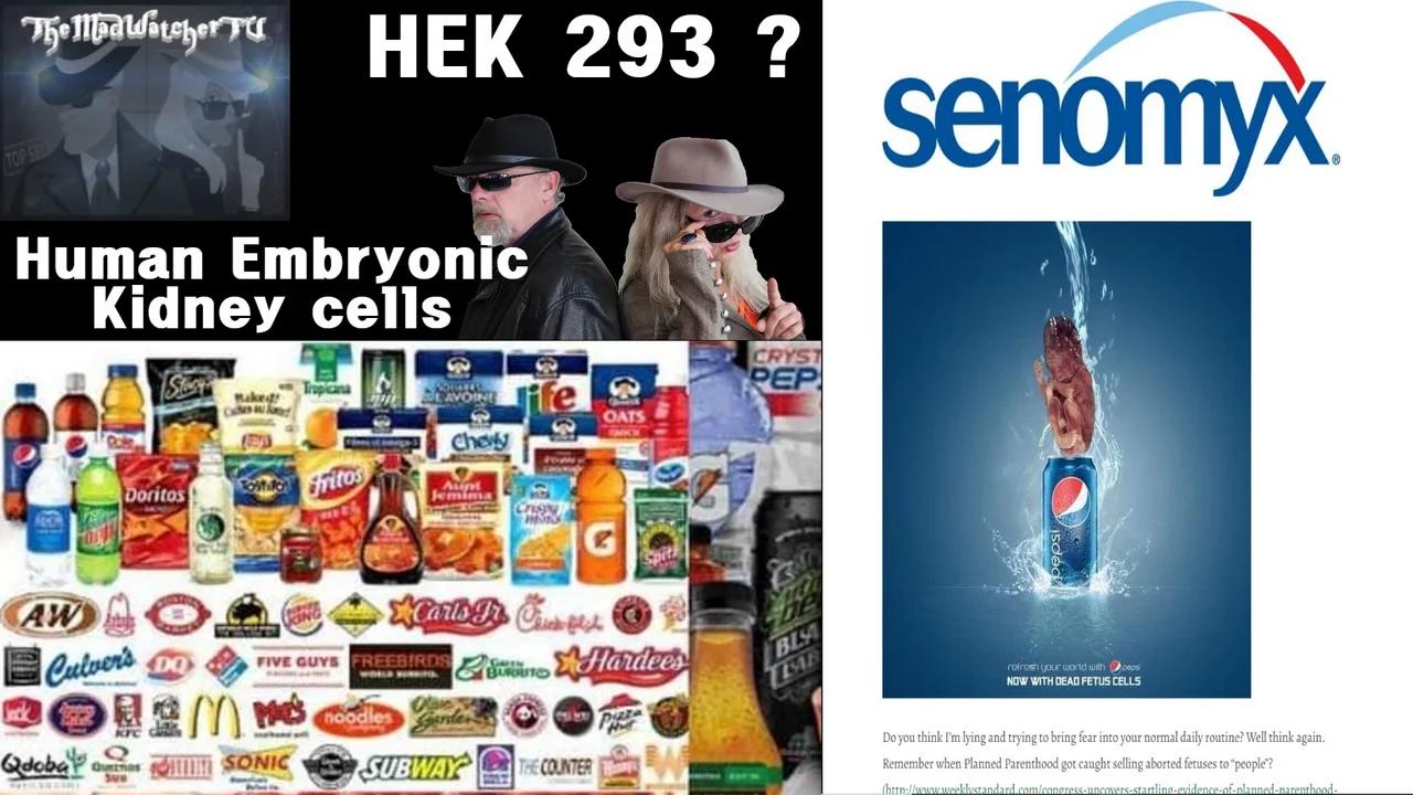Ep109.HEK 293 Human Embryonic Kidney cells