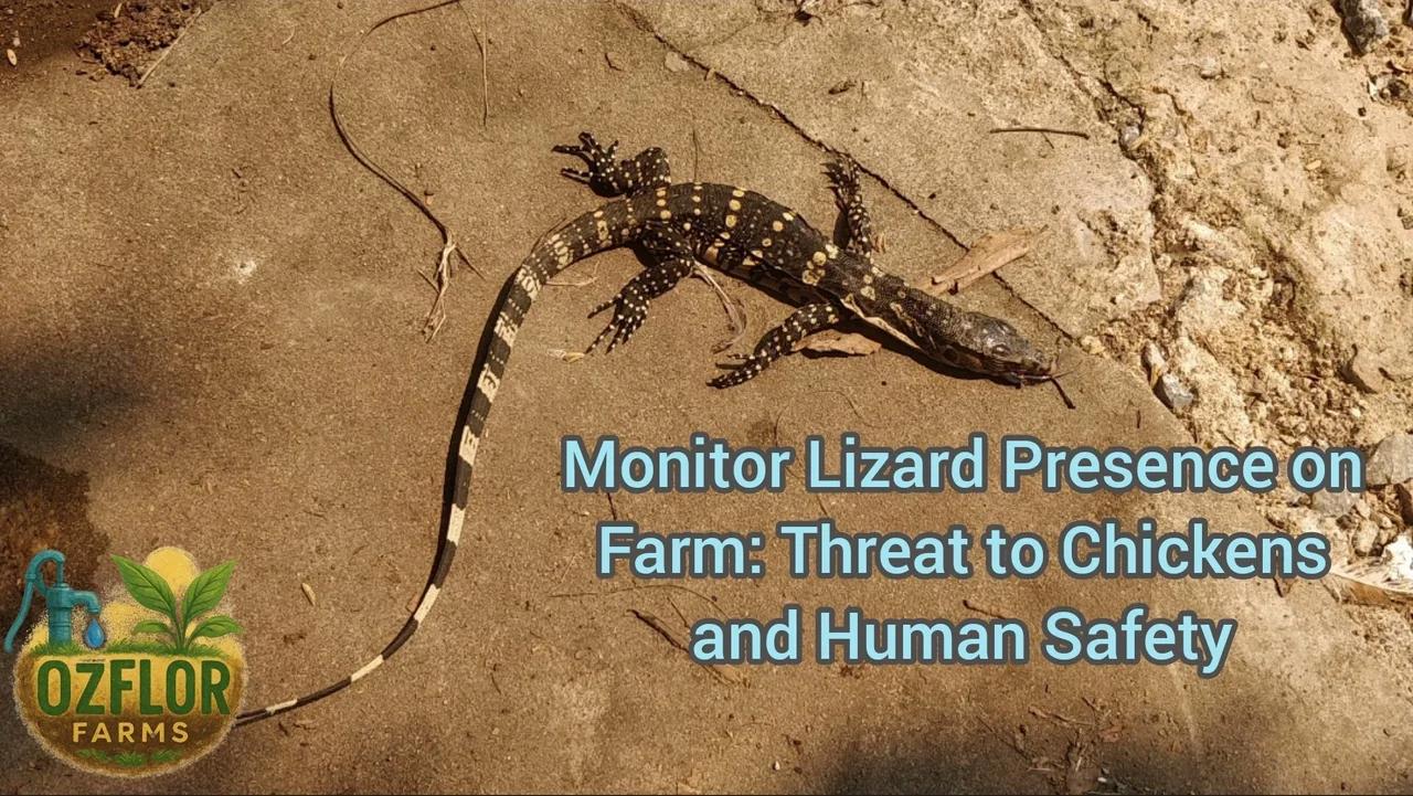 Monitor Lizard Presence on Farm: Threat to Chickens and Human Safety