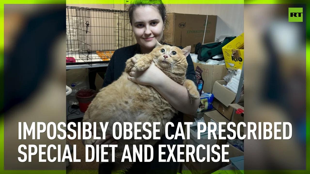 impossibly-obese-cat-prescribed-special-diet-and-exercise
