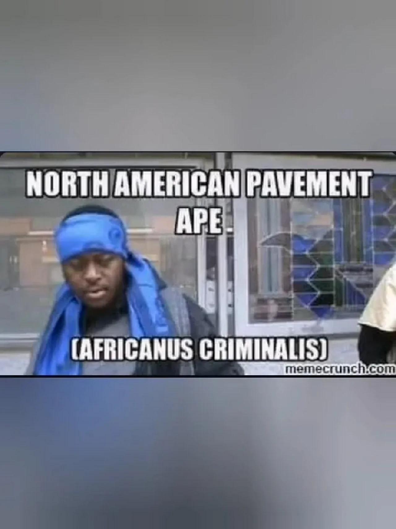 North American Pavement Ape