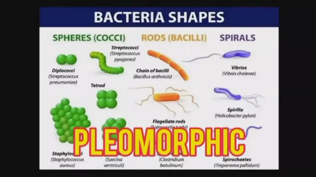 Microbes – Germ Theory vs. Terrain Theory