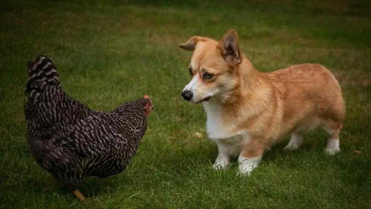 Dog vs Chicken Fight 13 😍 Funny Dogs Video Compilation | cute petz - EP 15