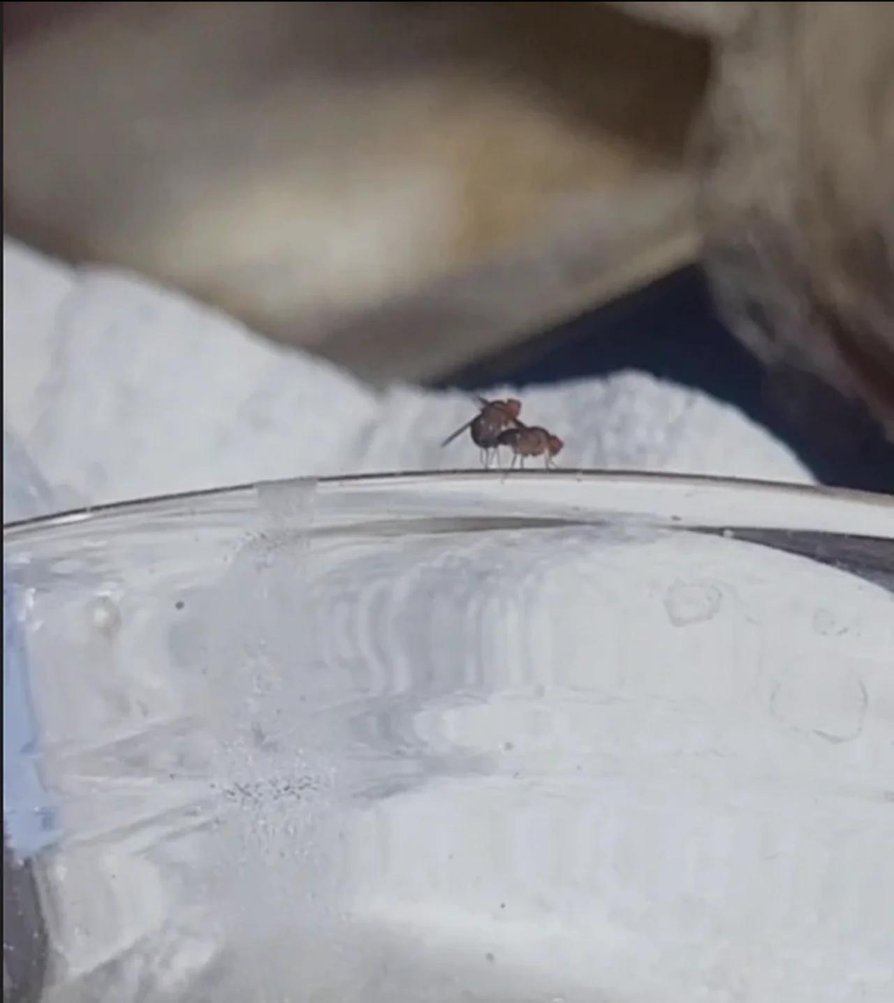 Fruit Flies Making Sweet Love