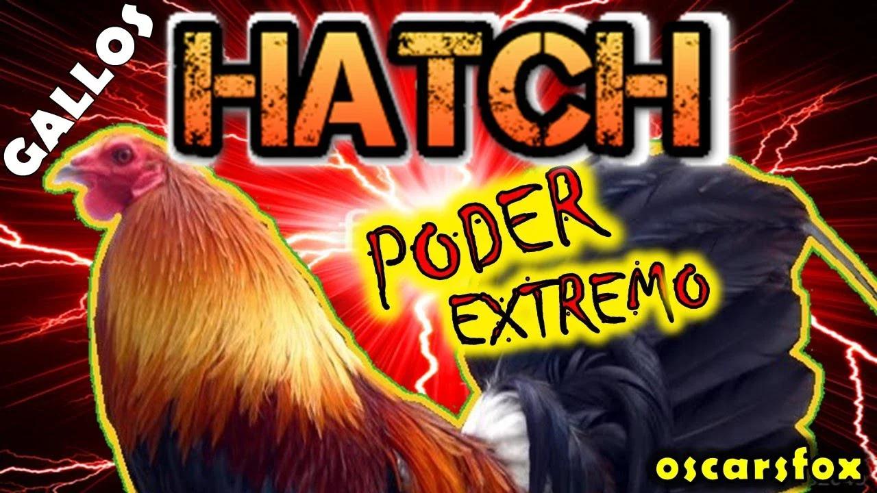 Gallos HATCH 👉lo que todo criador debe saber sobre los HATCHS 2022 ...