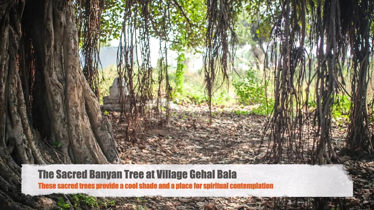 The Sacred Banyan Tree - Photo walks and Punjab Life. November 2022