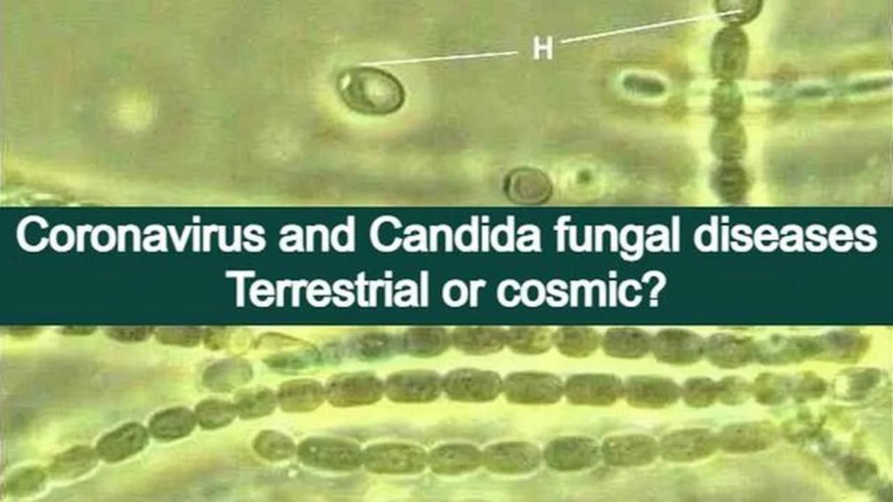 Coronavirus and Candida fungal diseases—Terrestrial or cosmic ~By ...