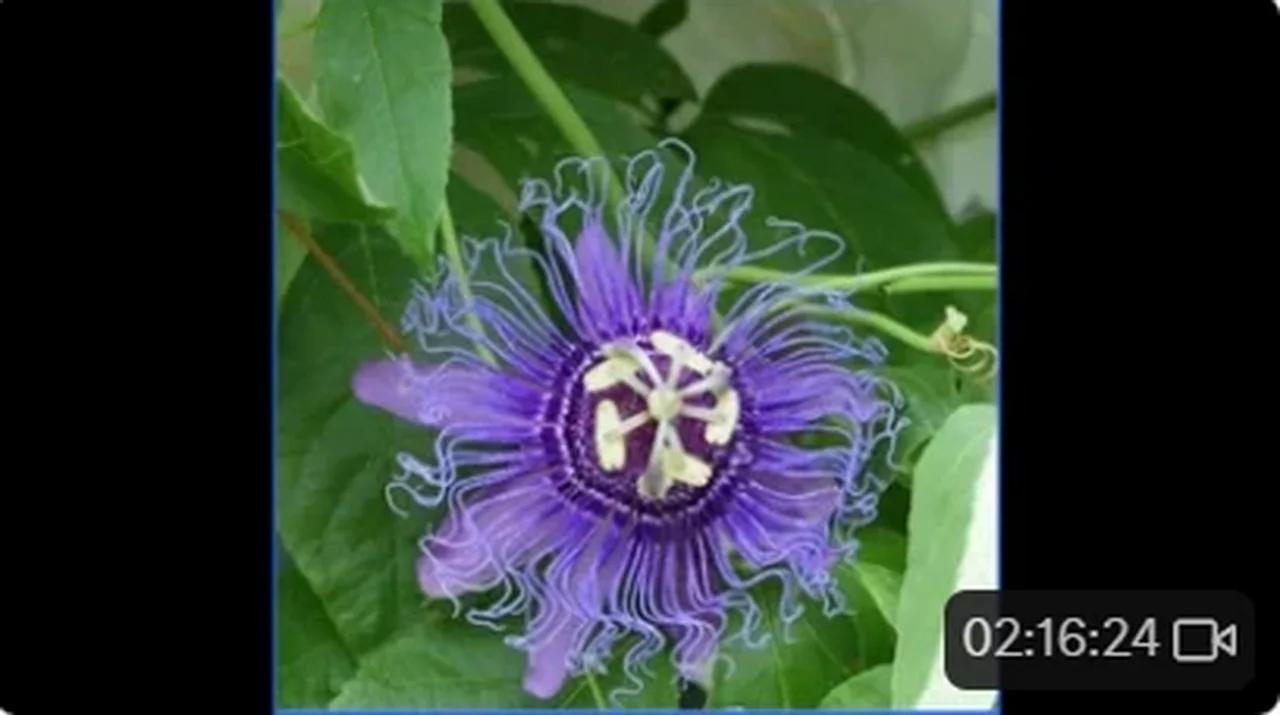 EDEN RESTORED TESTIMONY--Part 2 The Circle Looks To Be Complete. The 2 ...