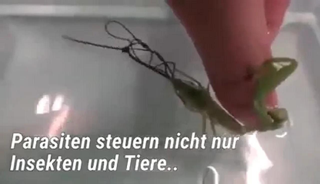 En la plongeant dans l’eau, on s’aperçoit qu’un parasite avait pris ...