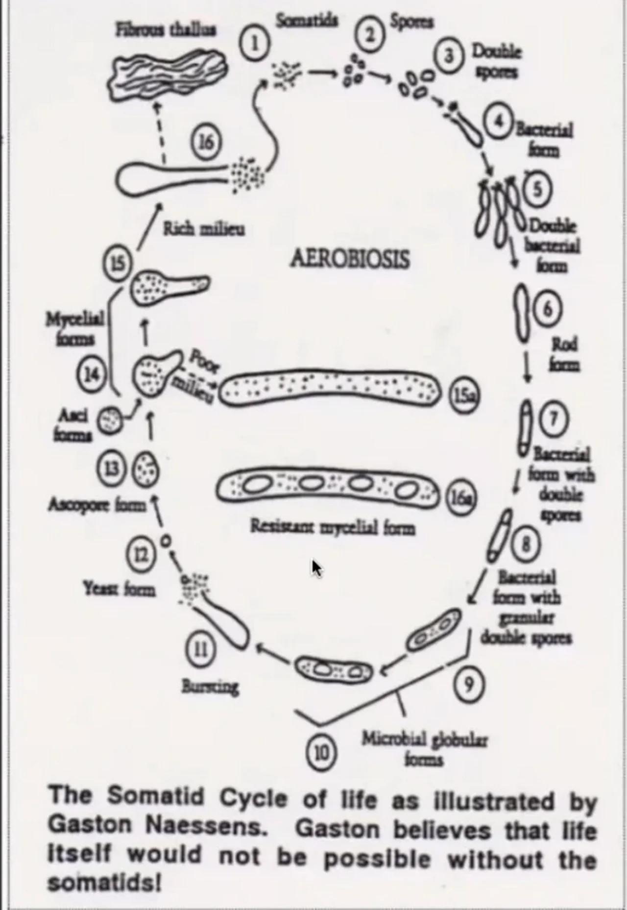 The role of bacteria mold fungi and parasites - Their role in the ...
