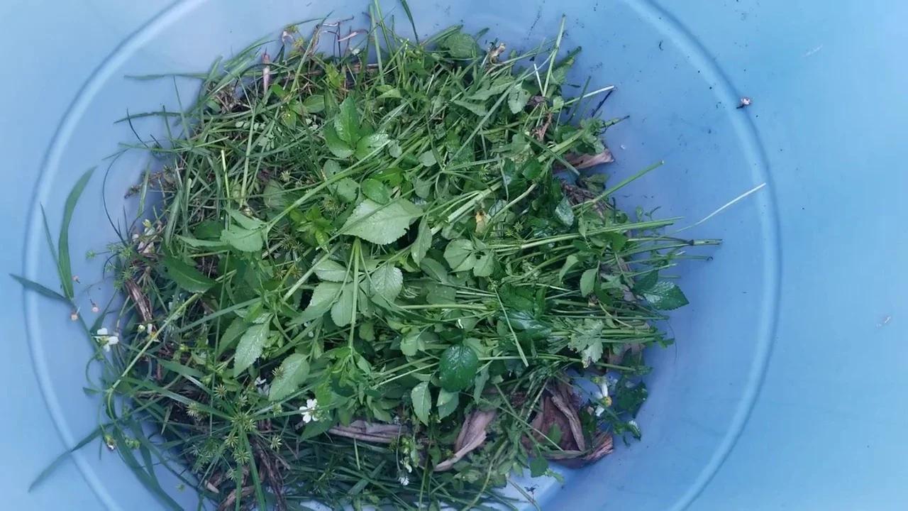 Making JADAM Liquid Fertilizer (aka Dave's Fetid Swamp Water)