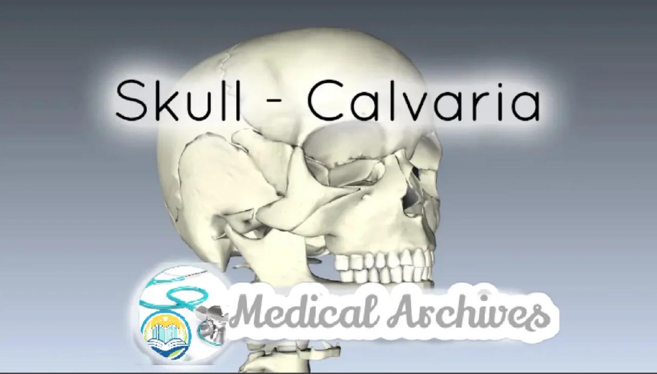 Skull - Calvaria