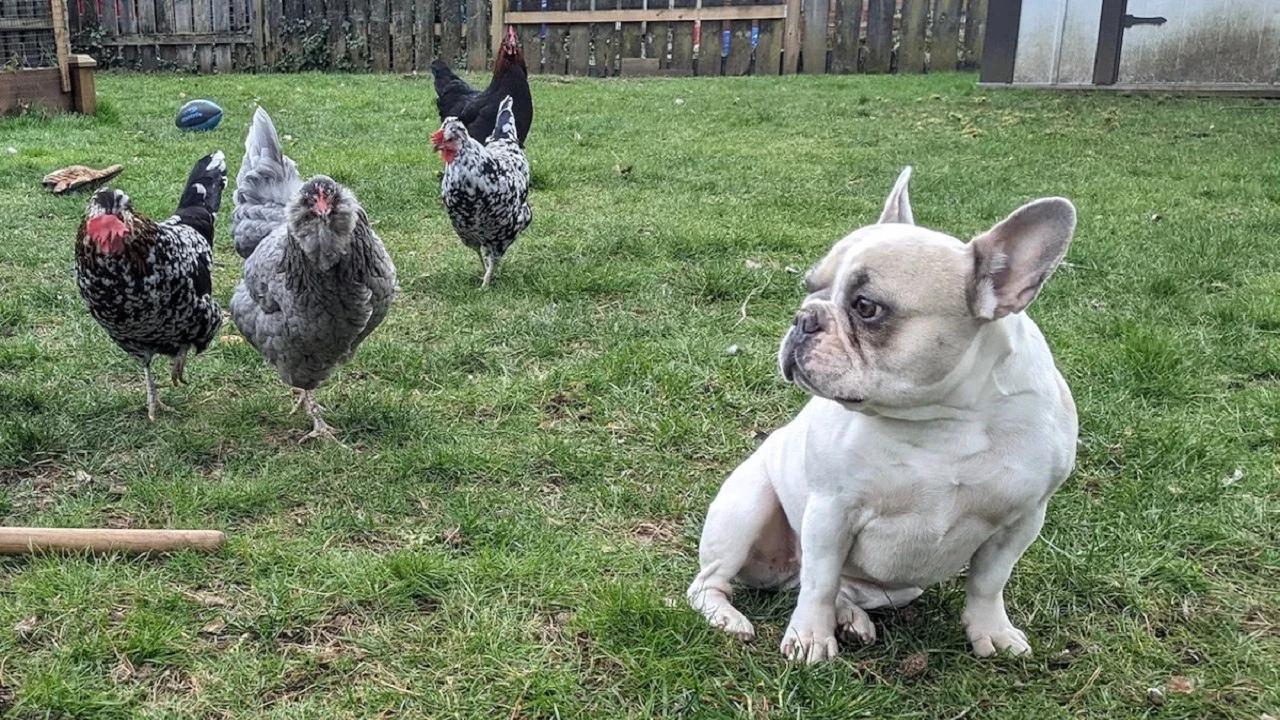 Dog vs Chicken Fight 10 😍 Funny Dogs Video Compilation | cute petz - EP 12
