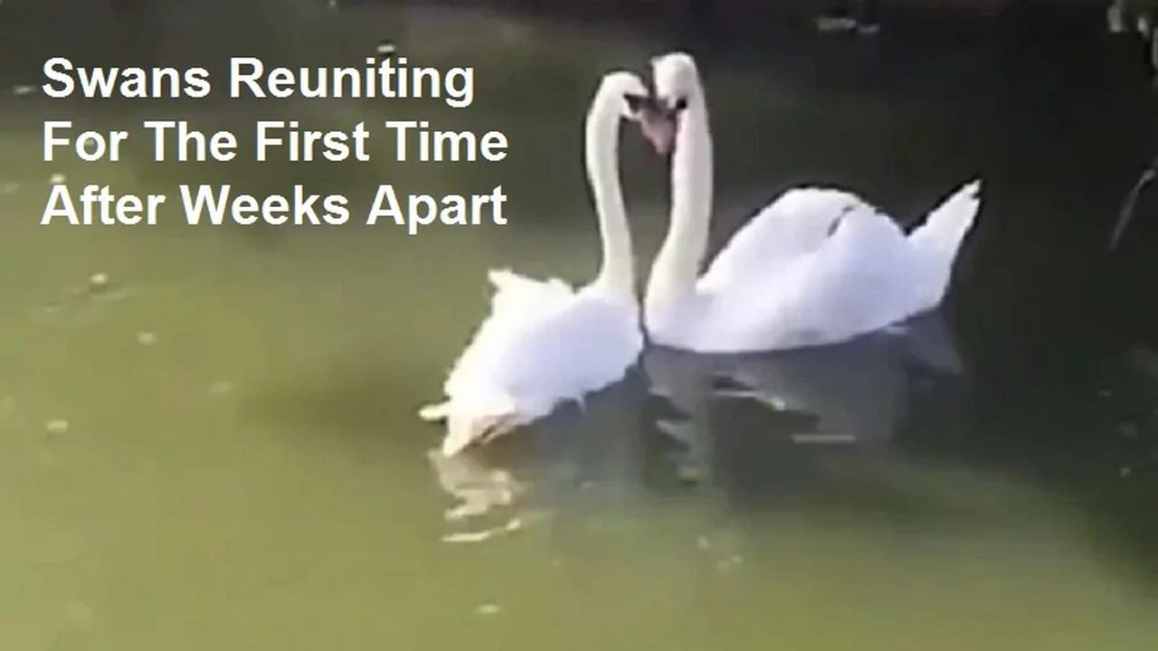 Swans Reuniting For The First Time After Weeks Apart