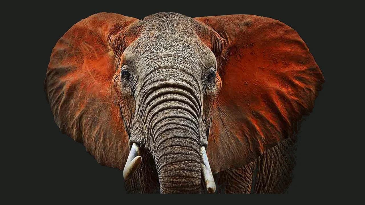 Zelenko Protocol for Covid-19 Infection - Dr. Vladamir Zelenko