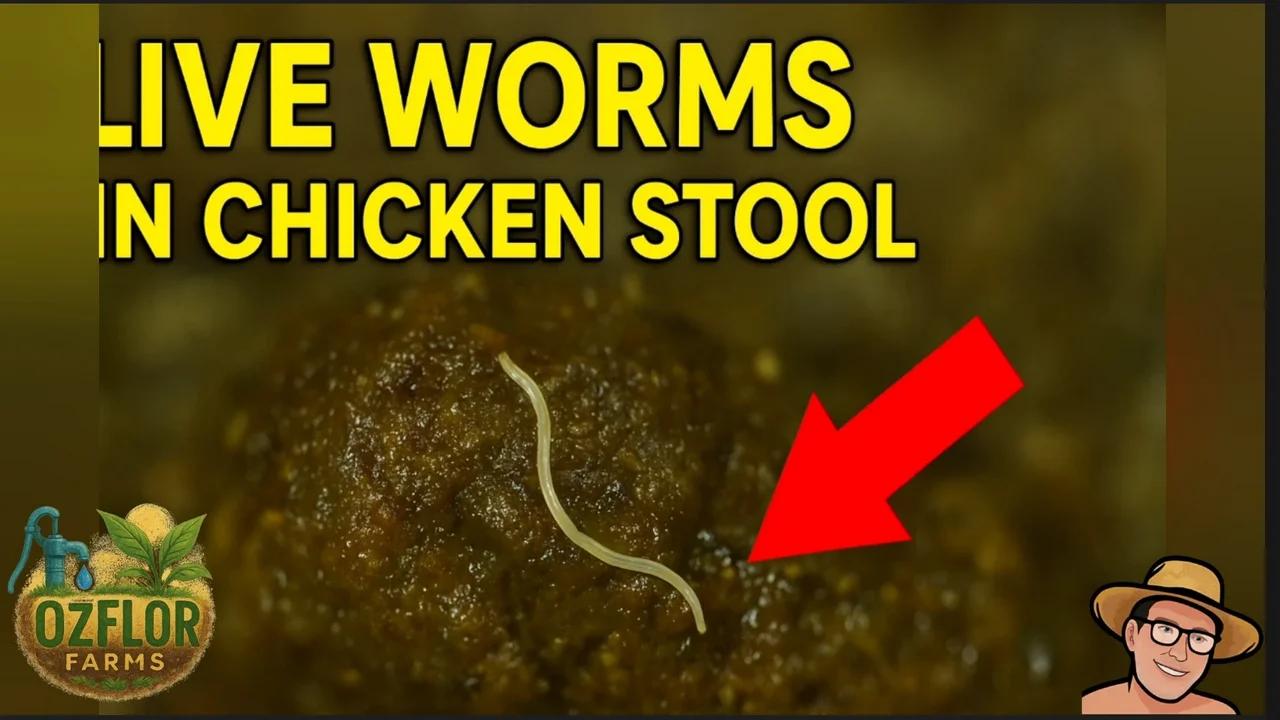 Live Worms in Chicken Stool – Preliminary Observation (Educational ...