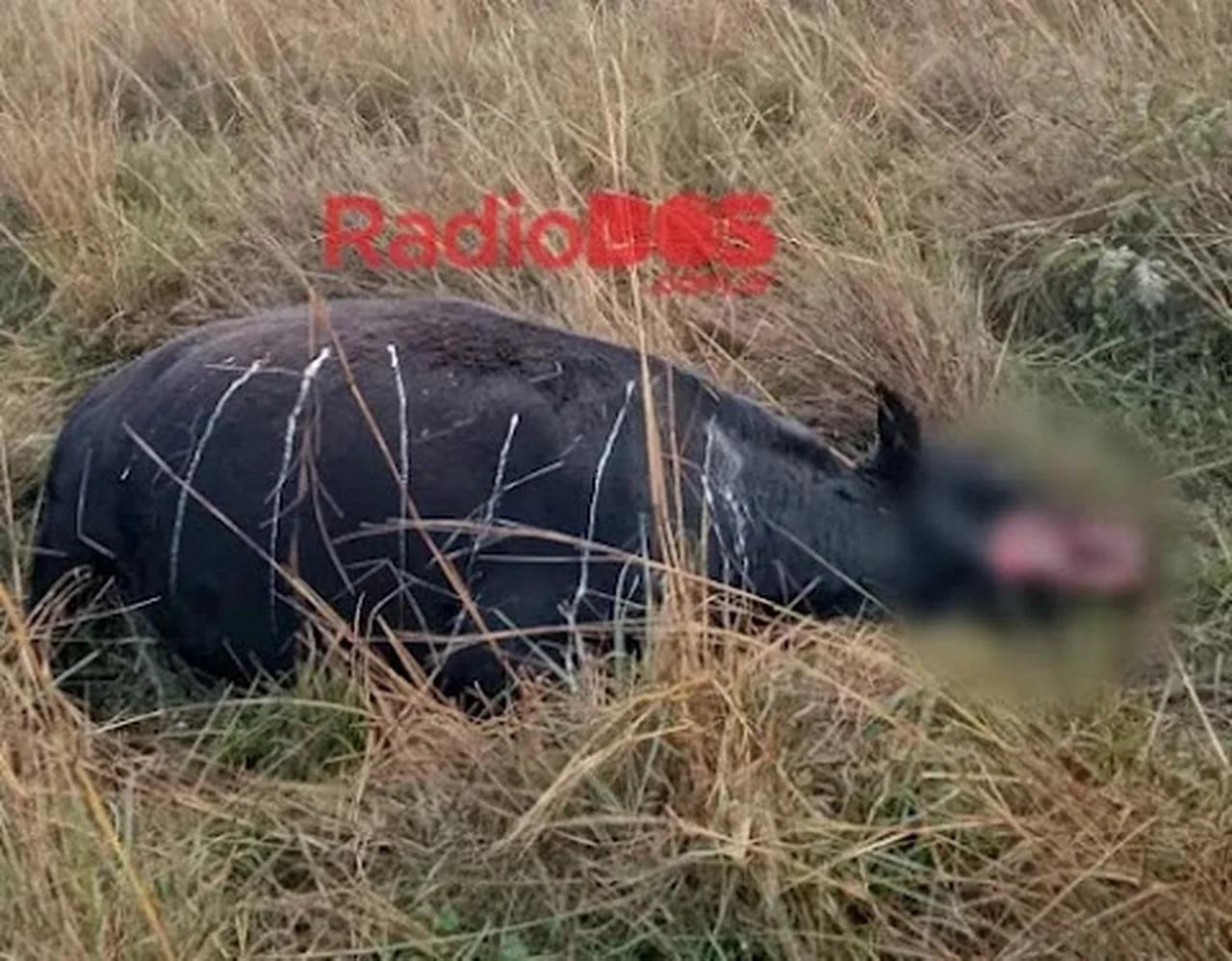 Alien and Cattle Mutilation Photos