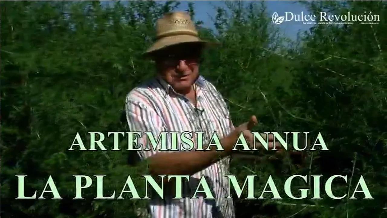 Recolección 🌱 Artemisia Annua, una planta mágica. Explicado por Josep ...